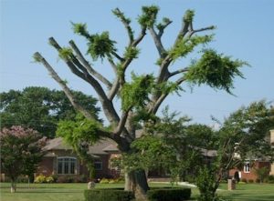 Not-To-Do List: 20 Things to Avoid When Cutting Down a Tree